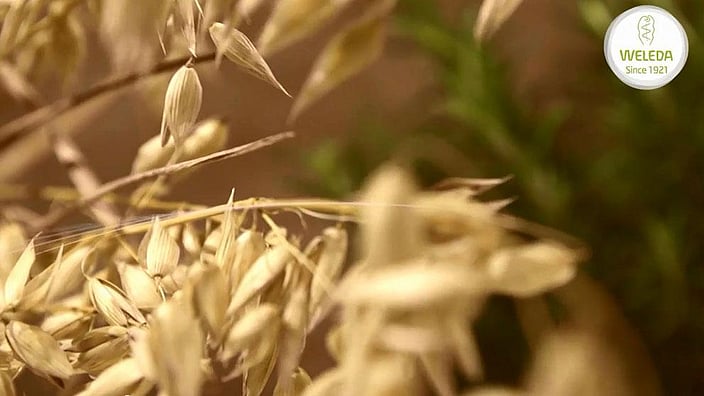 Oat - Weleda