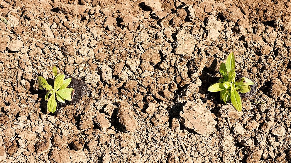 Come riconoscere un suolo sano - Weleda